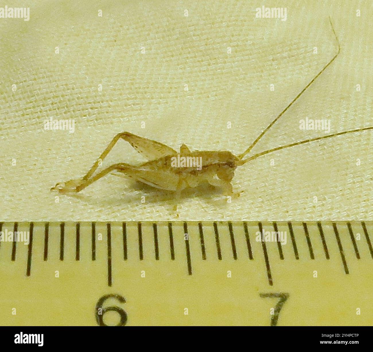 Hapithus hi-res stock photography and images - Alamy