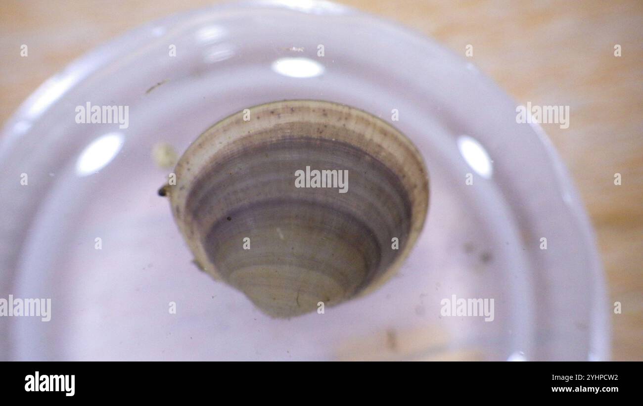 Pea Clams (Sphaeriidae Stock Photo - Alamy