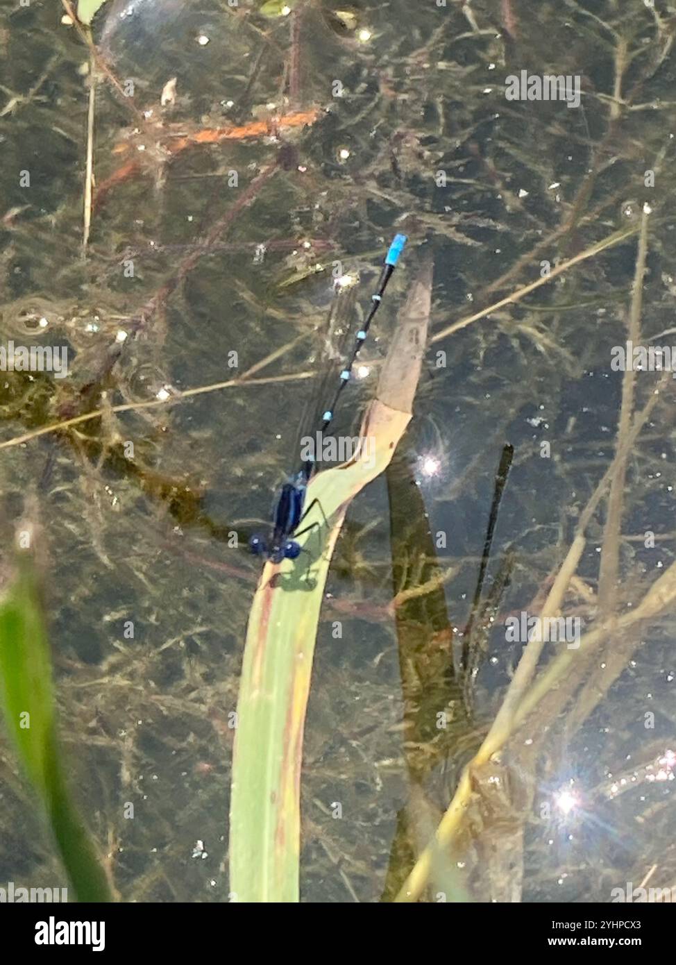 Blue-ringed Dancer (Argia sedula Stock Photo - Alamy