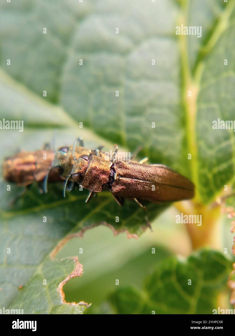 Agrilus hi-res stock photography and images - Alamy
