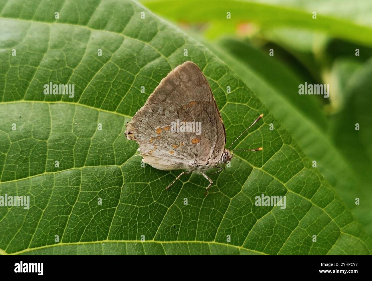Tmolus hi-res stock photography and images - Alamy