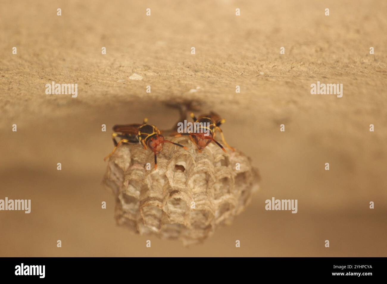 Variegated Paper Wasp (Polistes versicolor Stock Photo - Alamy