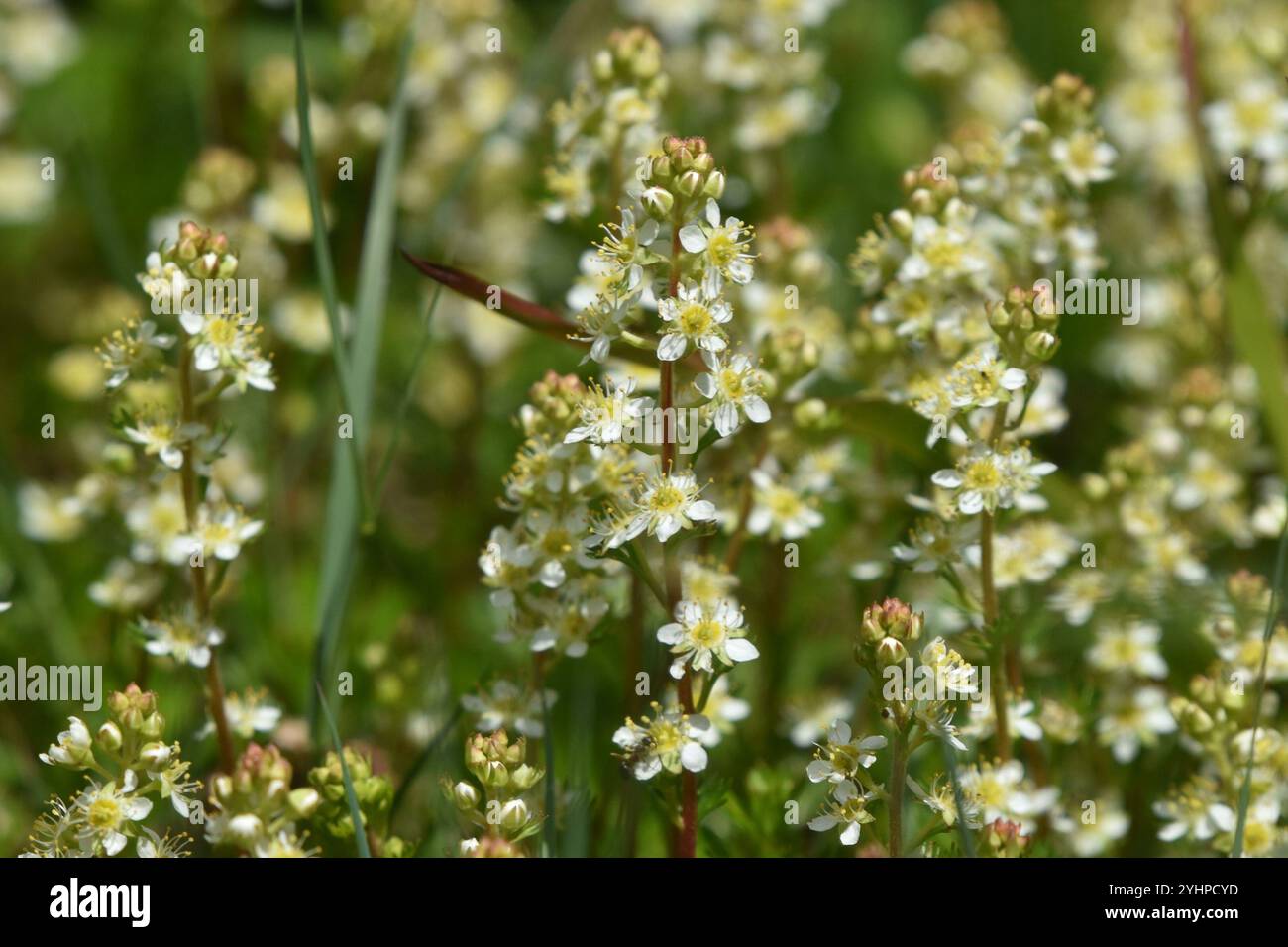 Partridgefoot (Luetkea pectinata Stock Photo - Alamy
