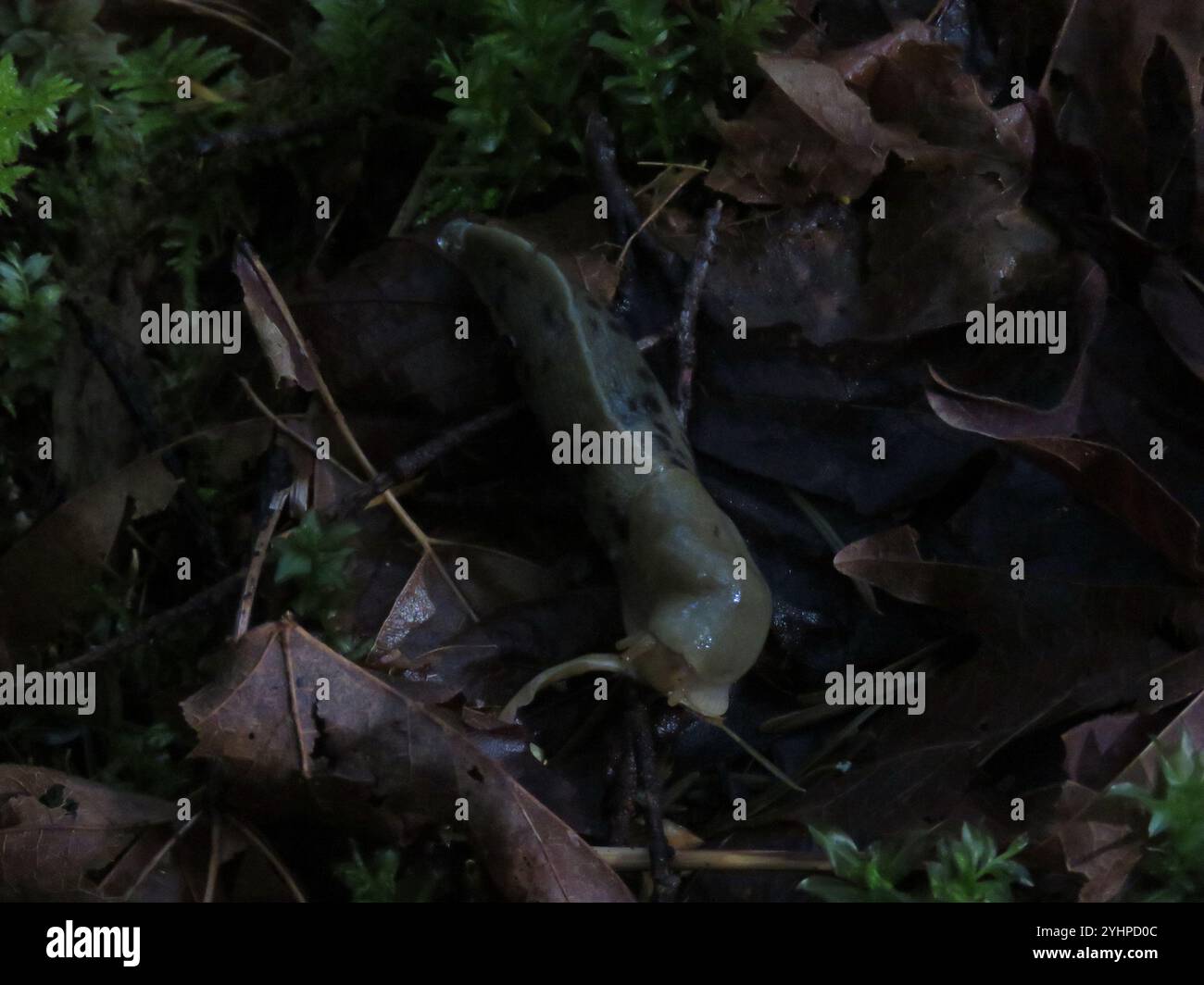 Pacific Banana Slug (Ariolimax columbianus Stock Photo - Alamy