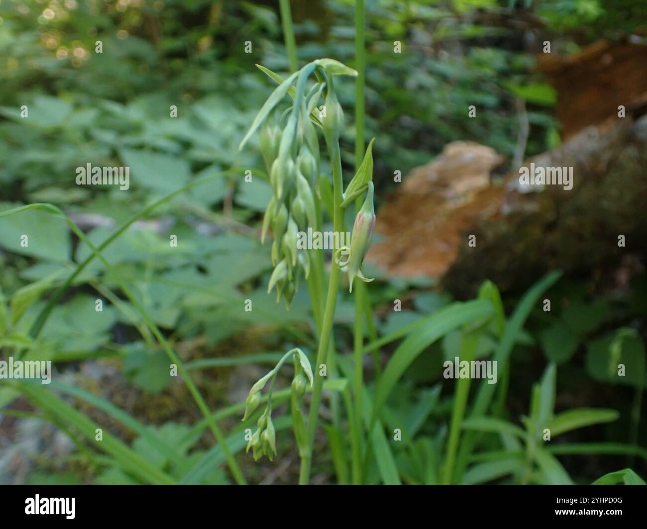 bronze-bells (Anticlea occidentalis Stock Photo - Alamy