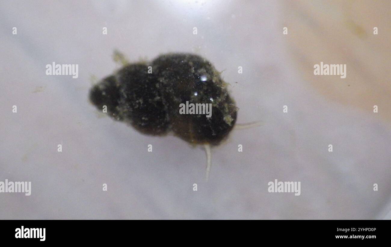 Hydrobiid Mud Snails (Hydrobiidae Stock Photo - Alamy