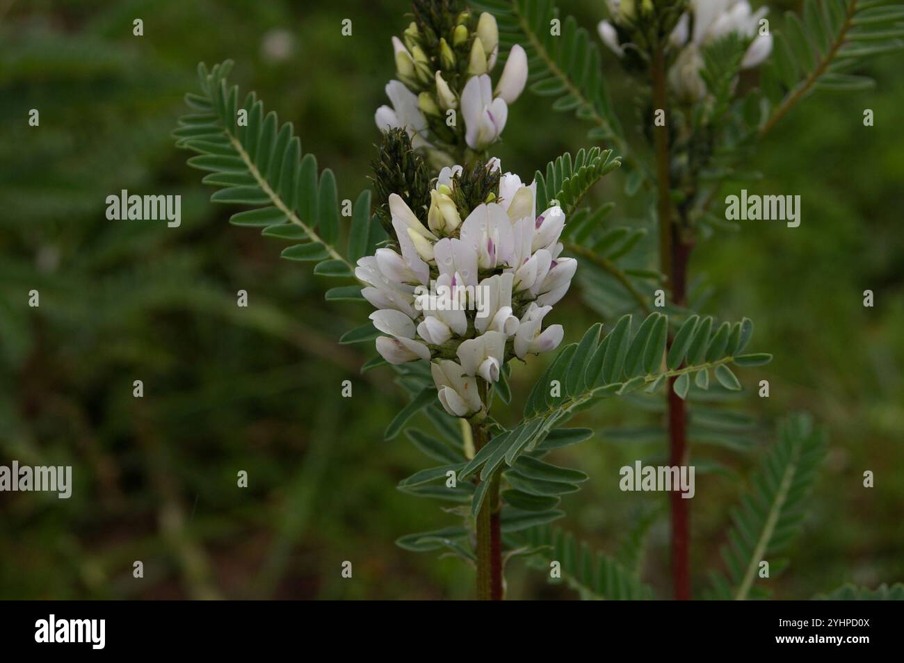 Garbancillo hi-res stock photography and images - Alamy