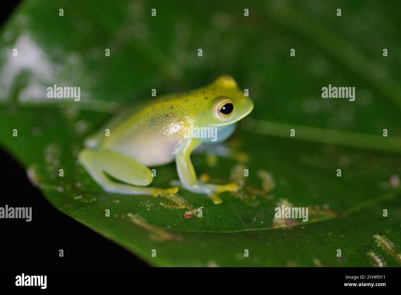 Granular glass frog cochranella granulosa hi-res stock photography and ...