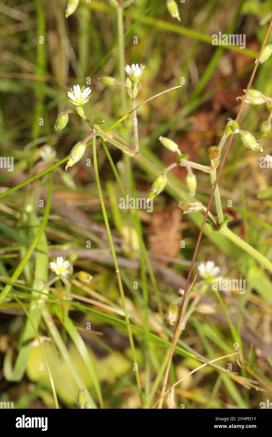 Common mouse-ear chickweed (Cerastium fontanum Stock Photo - Alamy