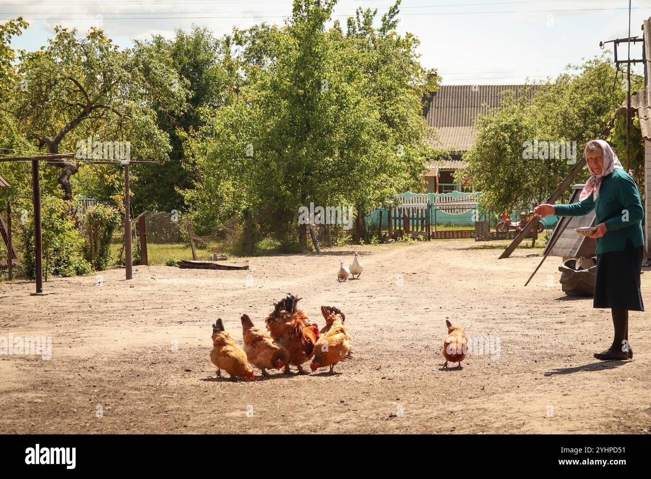 A senior woman feeding chickens on a farm, offering grain to the ...