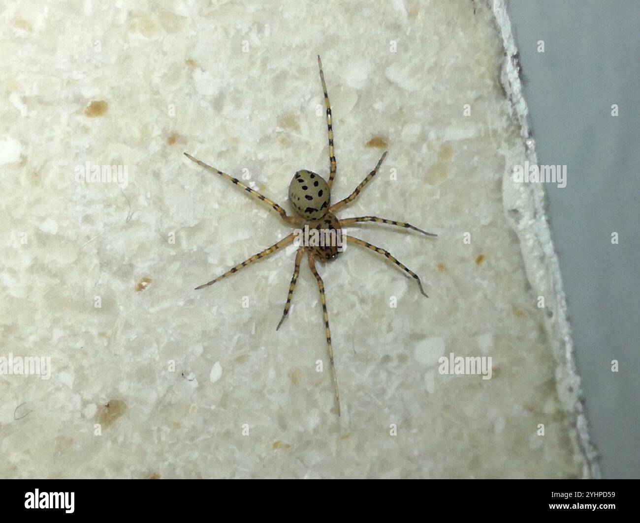 Common Spitting Spider (Scytodes thoracica Stock Photo - Alamy
