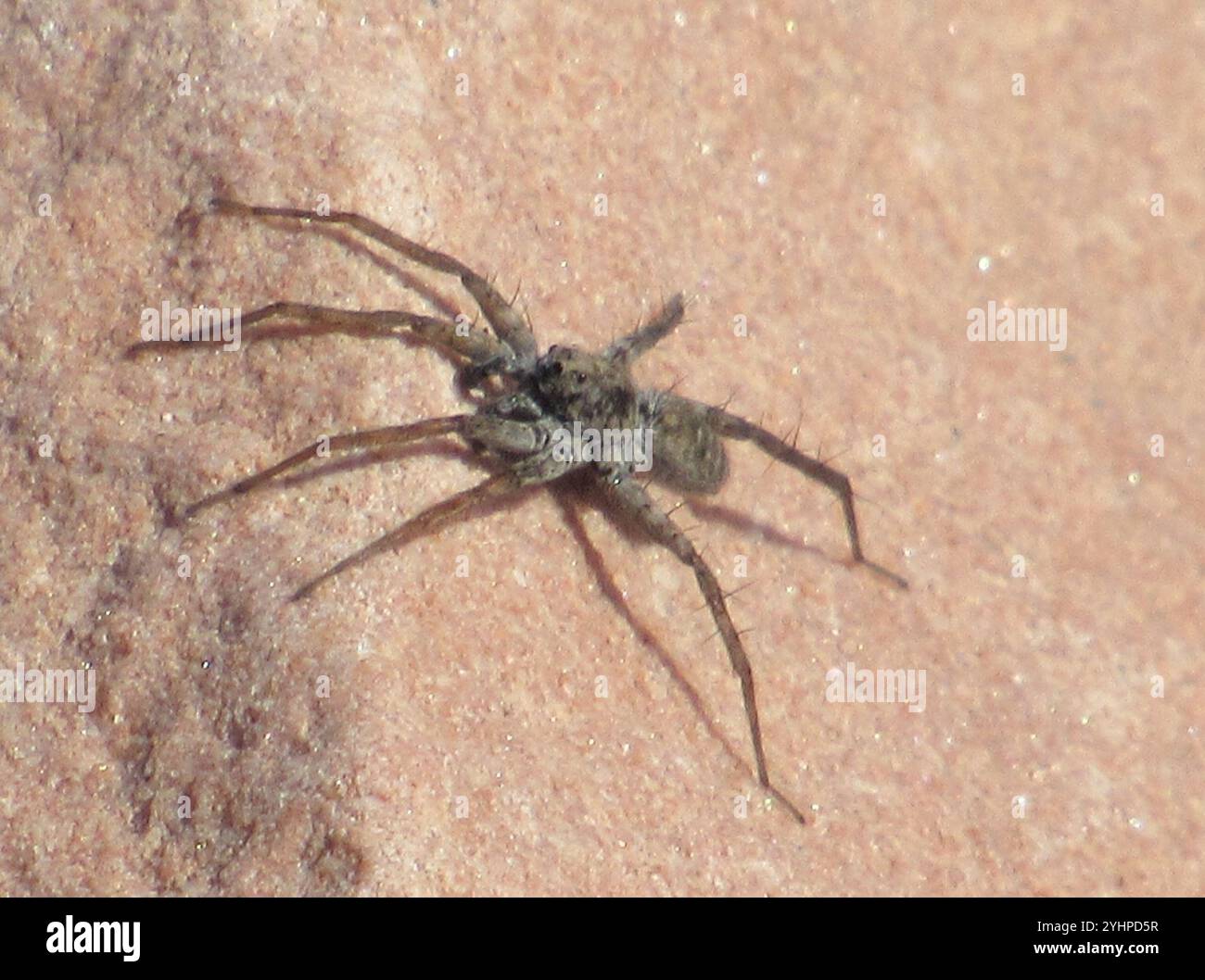 Thin-legged Wolf Spiders (Pardosa Stock Photo - Alamy