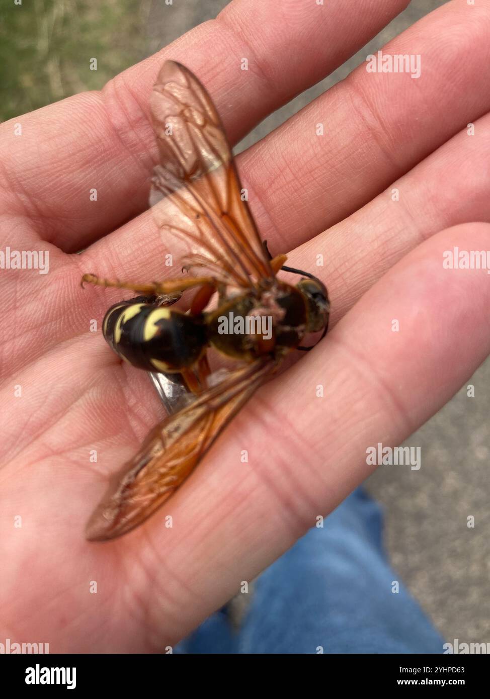 Eastern Cicada-killer Wasp (Sphecius speciosus Stock Photo - Alamy