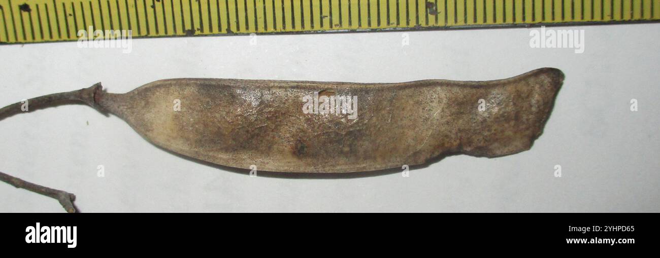 Tree-wisteria (Bolusanthus speciosus Stock Photo - Alamy