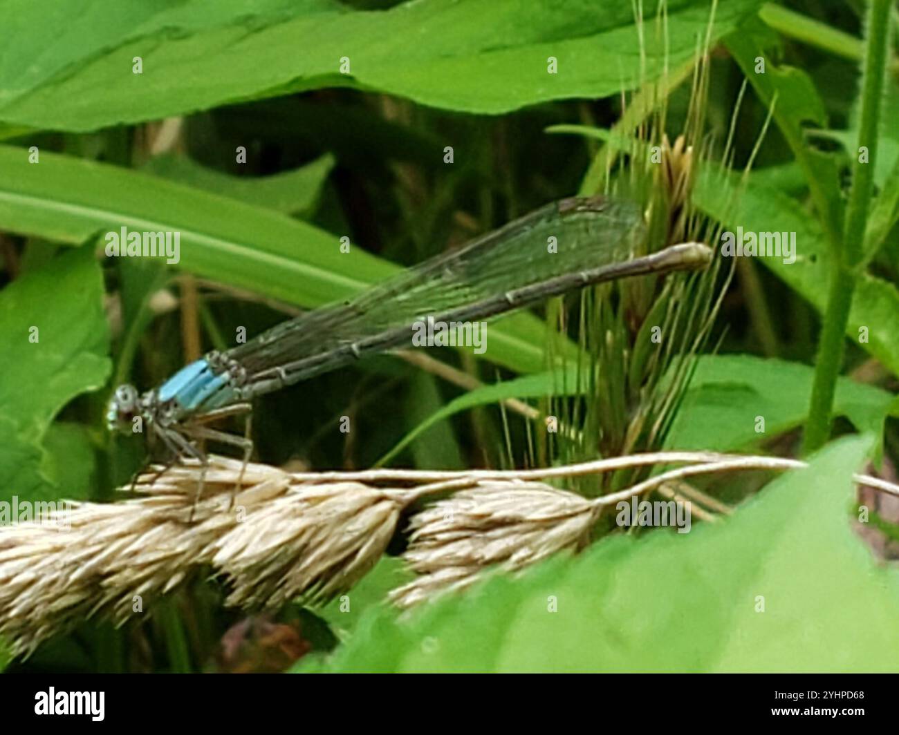 Powdered Dancer (Argia moesta Stock Photo - Alamy