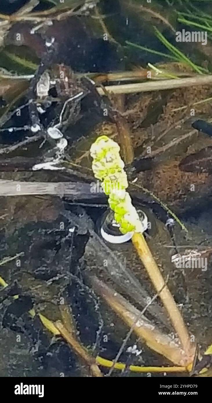 floating-leaved pondweed (Potamogeton natans Stock Photo - Alamy