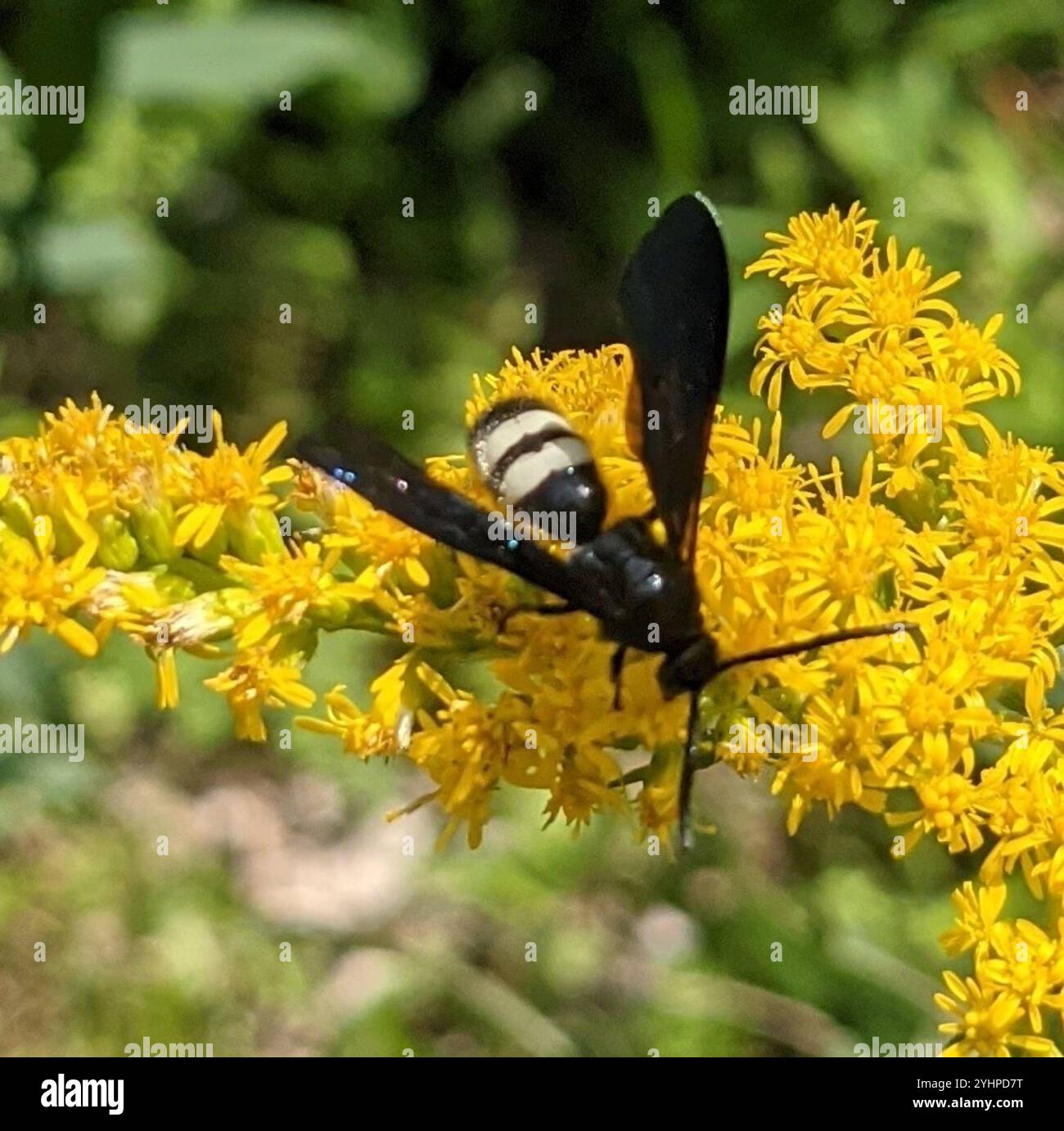 Double-banded Scoliid Wasp (Scolia bicincta Stock Photo - Alamy
