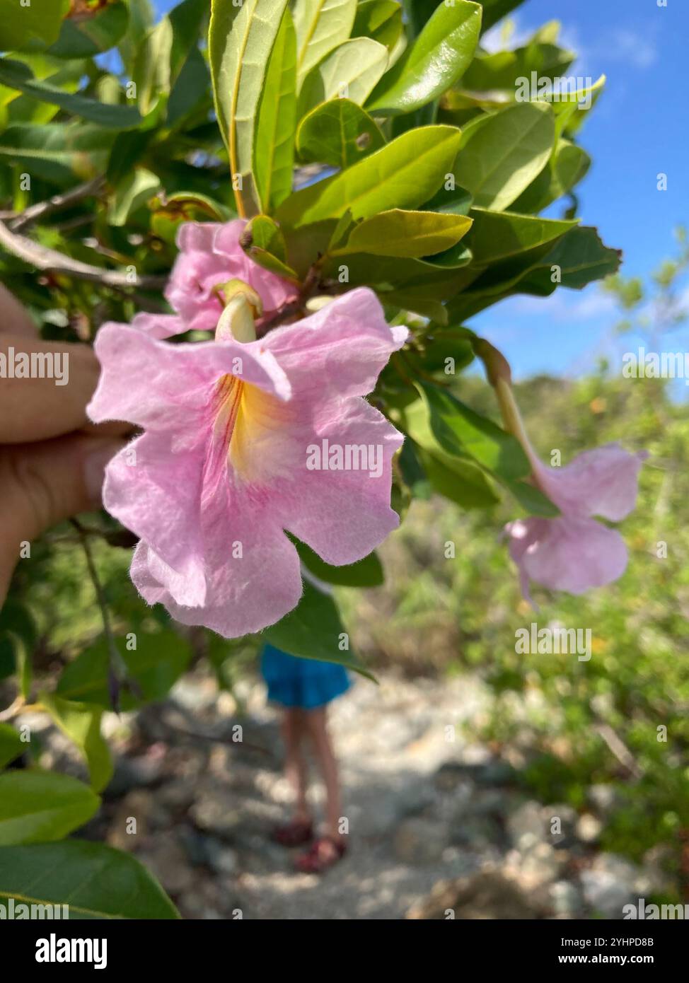 Pink Trumpet-tree (Tabebuia heterophylla Stock Photo - Alamy