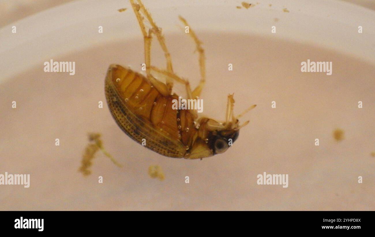 Berosus hi-res stock photography and images - Alamy