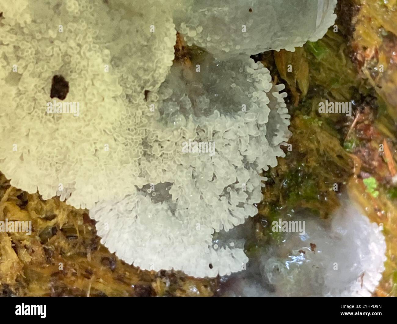 Honeycomb Coral Slime Mold (Ceratiomyxa fruticulosa Stock Photo - Alamy