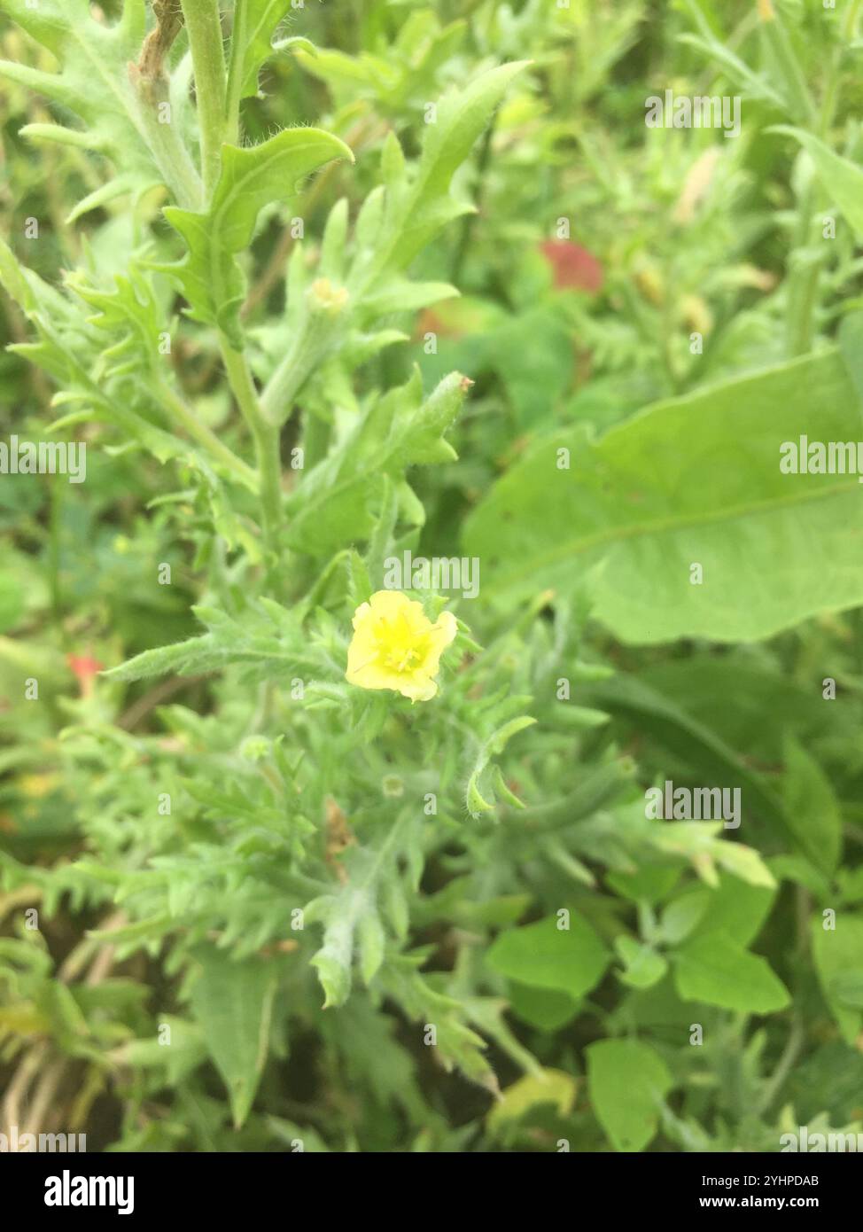 cutleaf evening primrose (Oenothera laciniata Stock Photo - Alamy