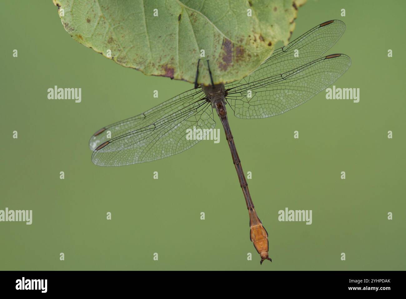 Russet-tipped Clubtail (Stylurus plagiatus Stock Photo - Alamy