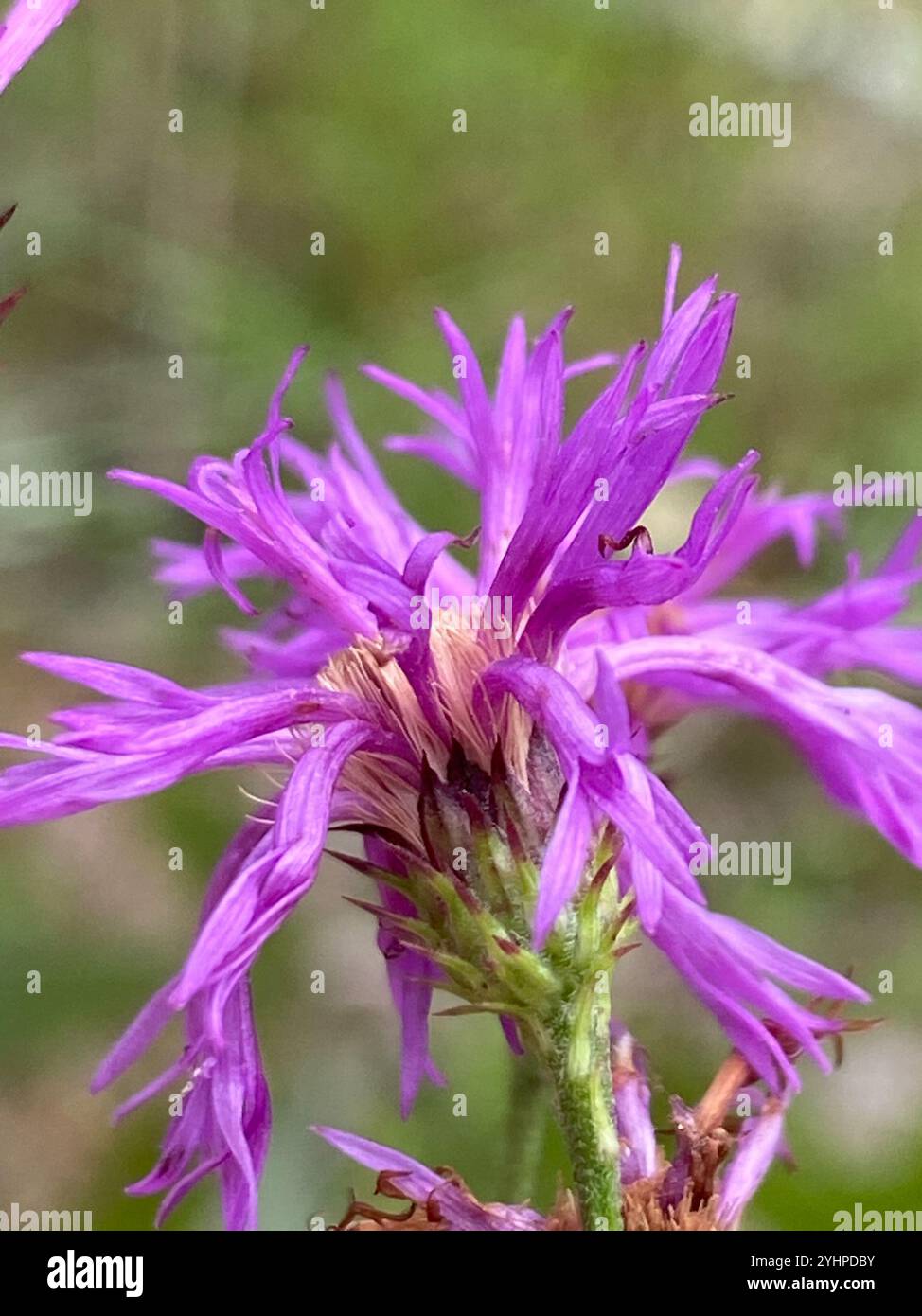 Narrow Leaf Ironweed (Vernonia angustifolia Stock Photo - Alamy