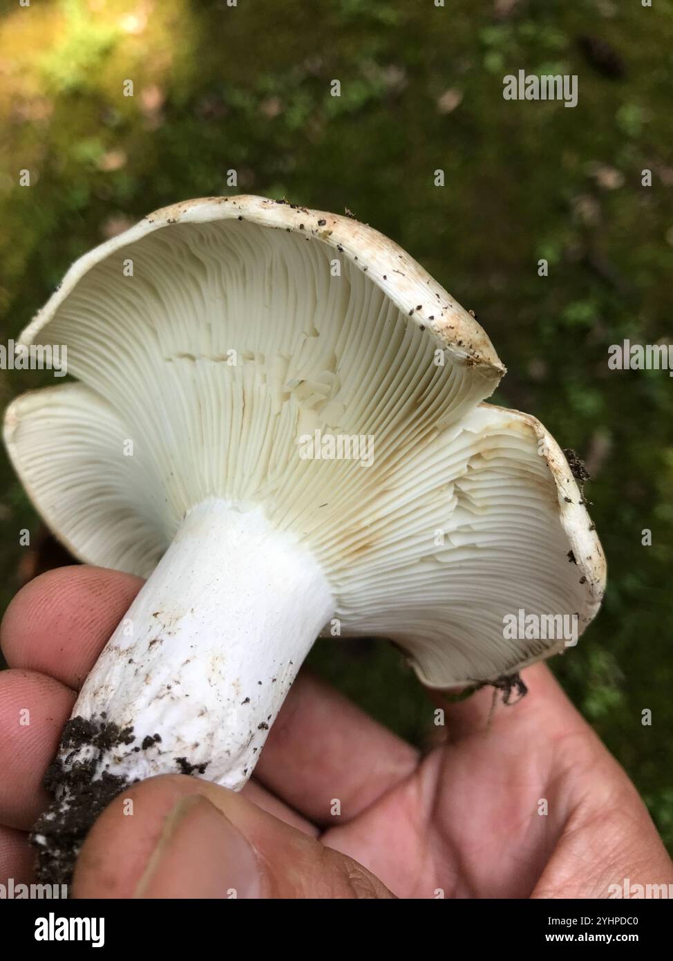 milk-white brittlegill (Russula delica Stock Photo - Alamy