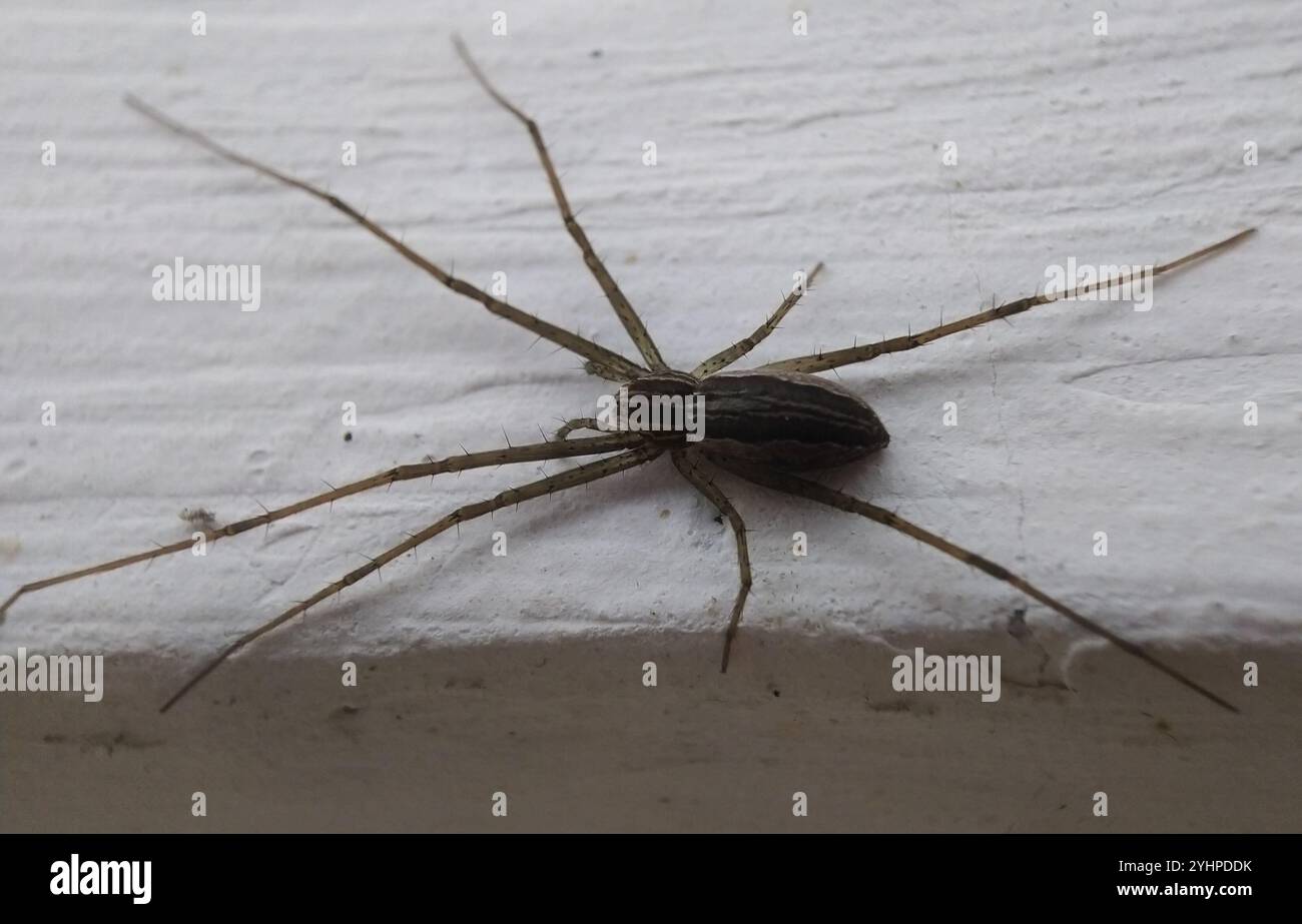 Leaf-running Spiders (Hygropoda Stock Photo - Alamy