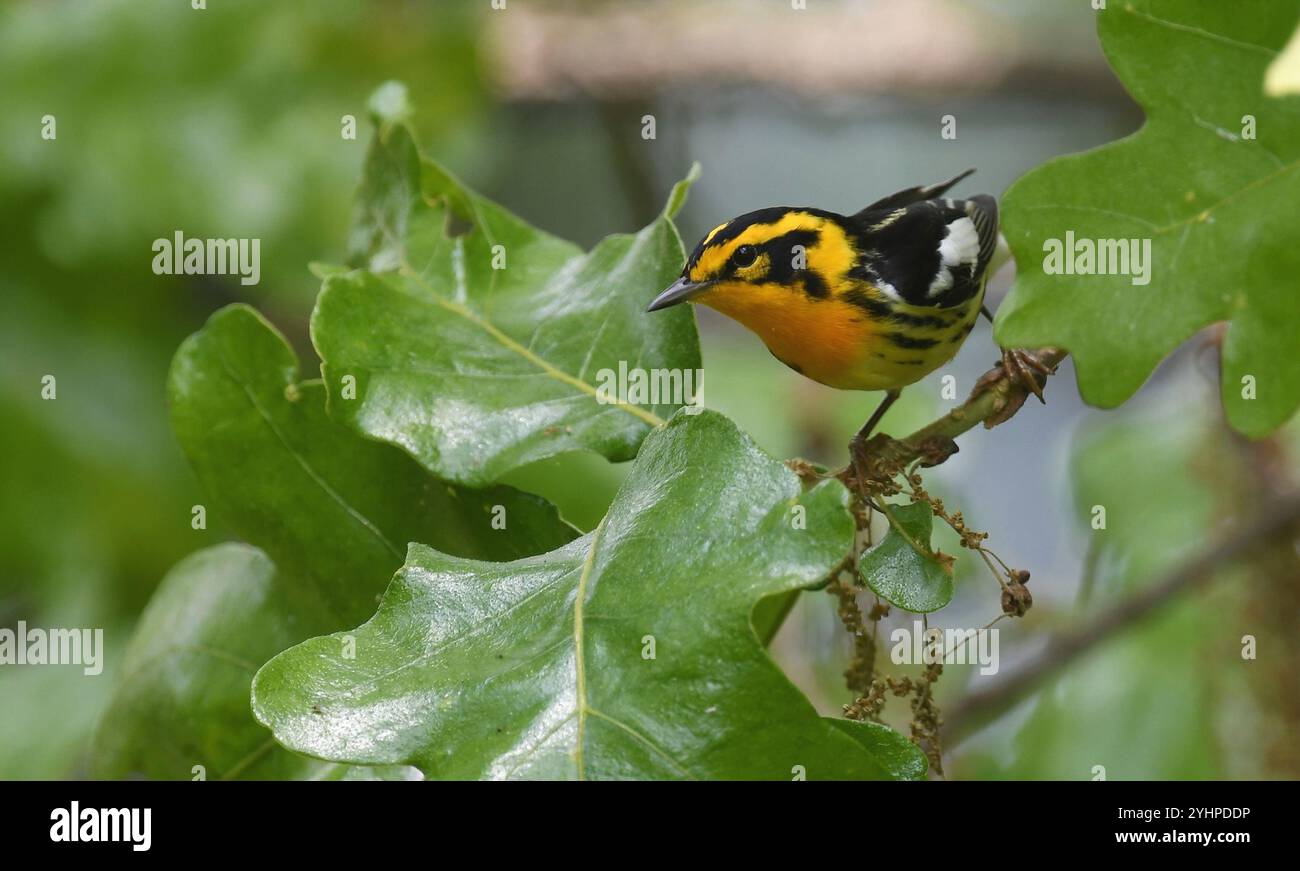 Blackburnian Warbler (Setophaga fusca Stock Photo - Alamy
