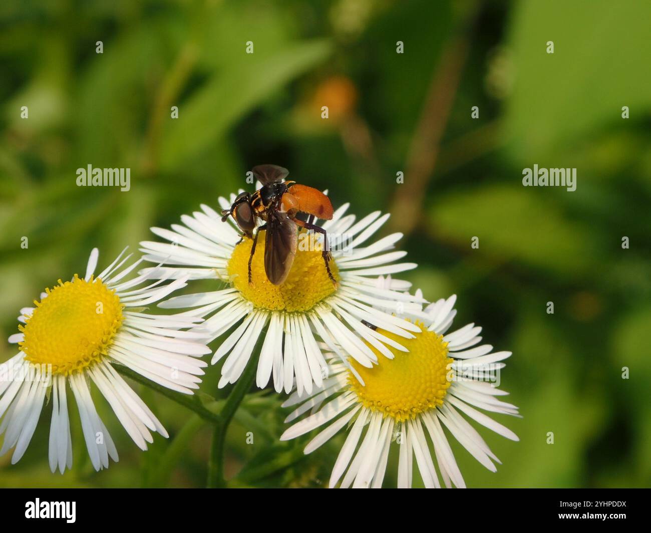 Swift Feather-legged Fly (Trichopoda pennipes Stock Photo - Alamy