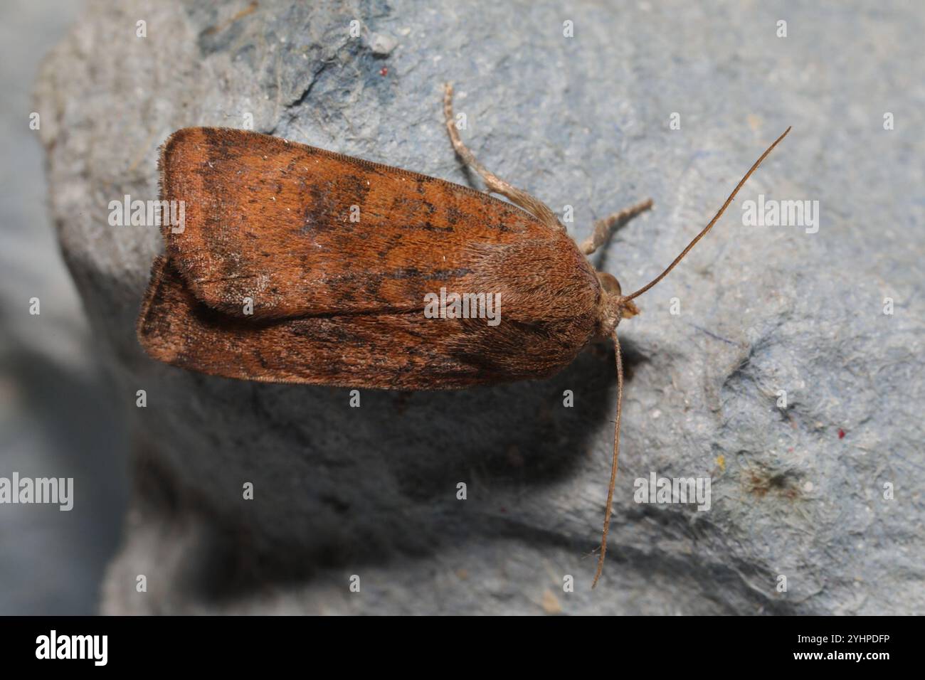 Least Yellow Underwing (Noctua interjecta Stock Photo - Alamy