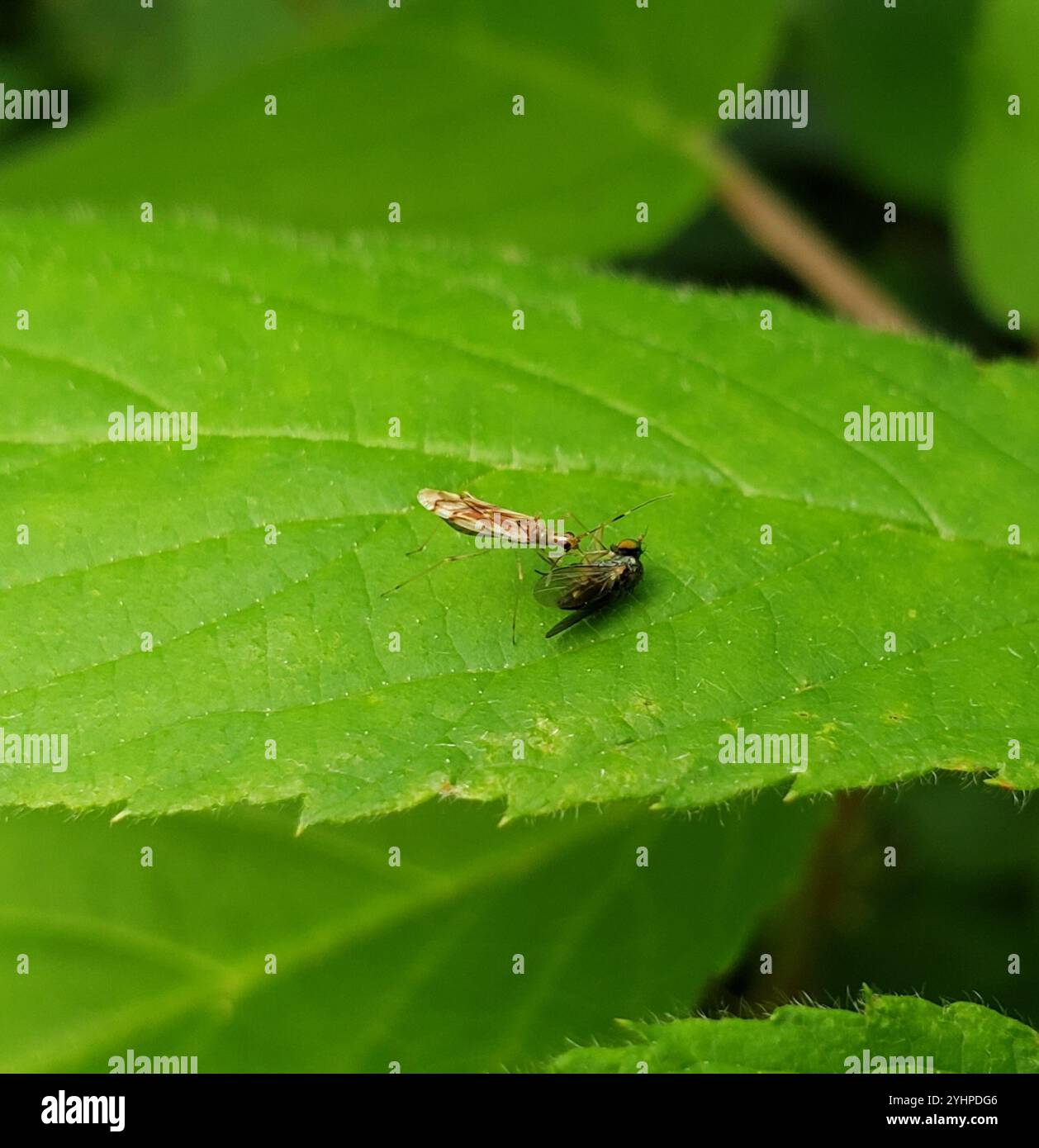 True Bugs (Heteroptera Stock Photo - Alamy