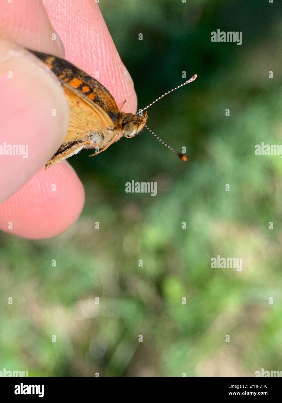 Northern Crescent (Phyciodes cocyta Stock Photo - Alamy