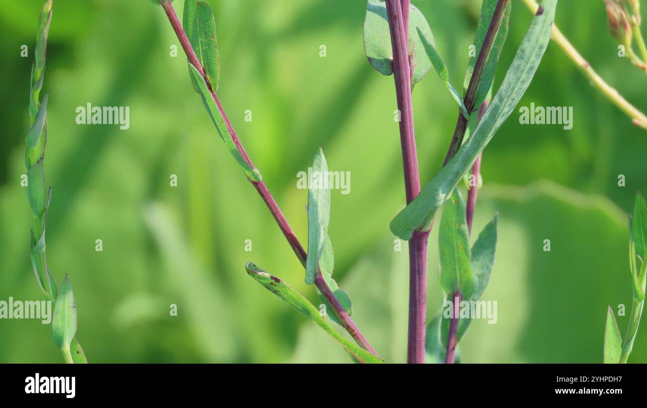 smooth blue aster (Symphyotrichum laeve Stock Photo - Alamy