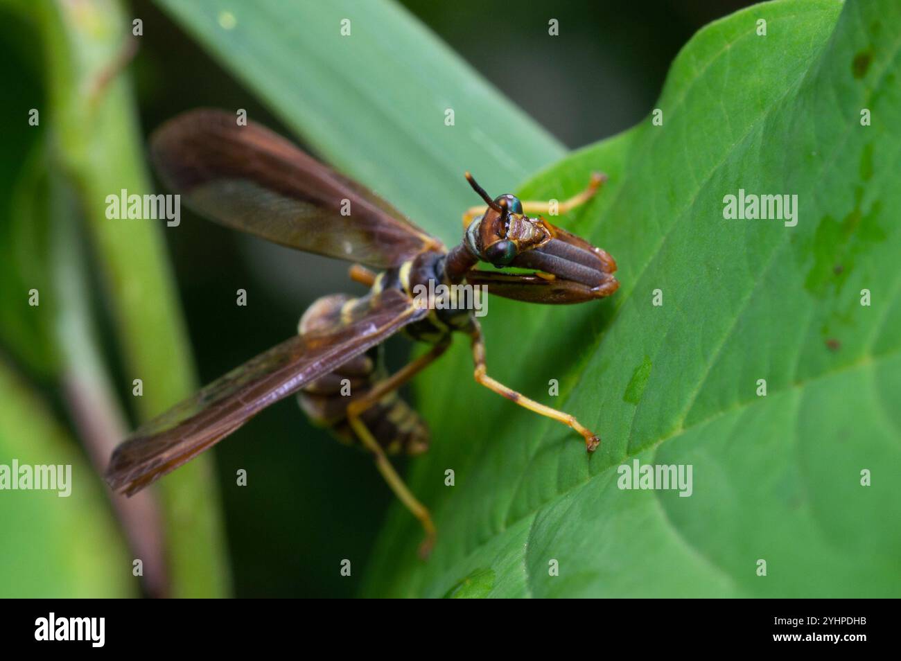 Brown Wasp Mantidfly (Climaciella brunnea Stock Photo - Alamy