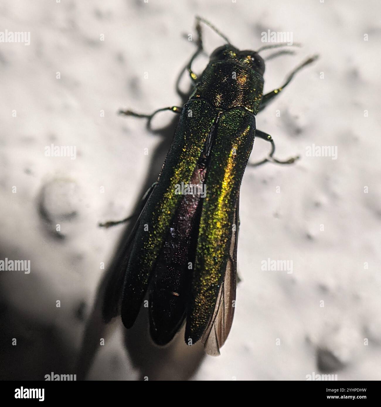 Emerald Ash Borer (Agrilus planipennis Stock Photo - Alamy