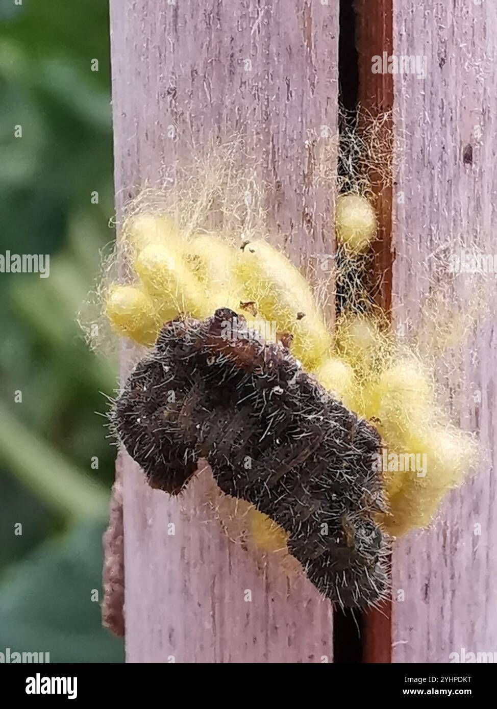 Cabbage White Parasitoid Wasp Bracovirus (Bracoviriform glomeratae ...