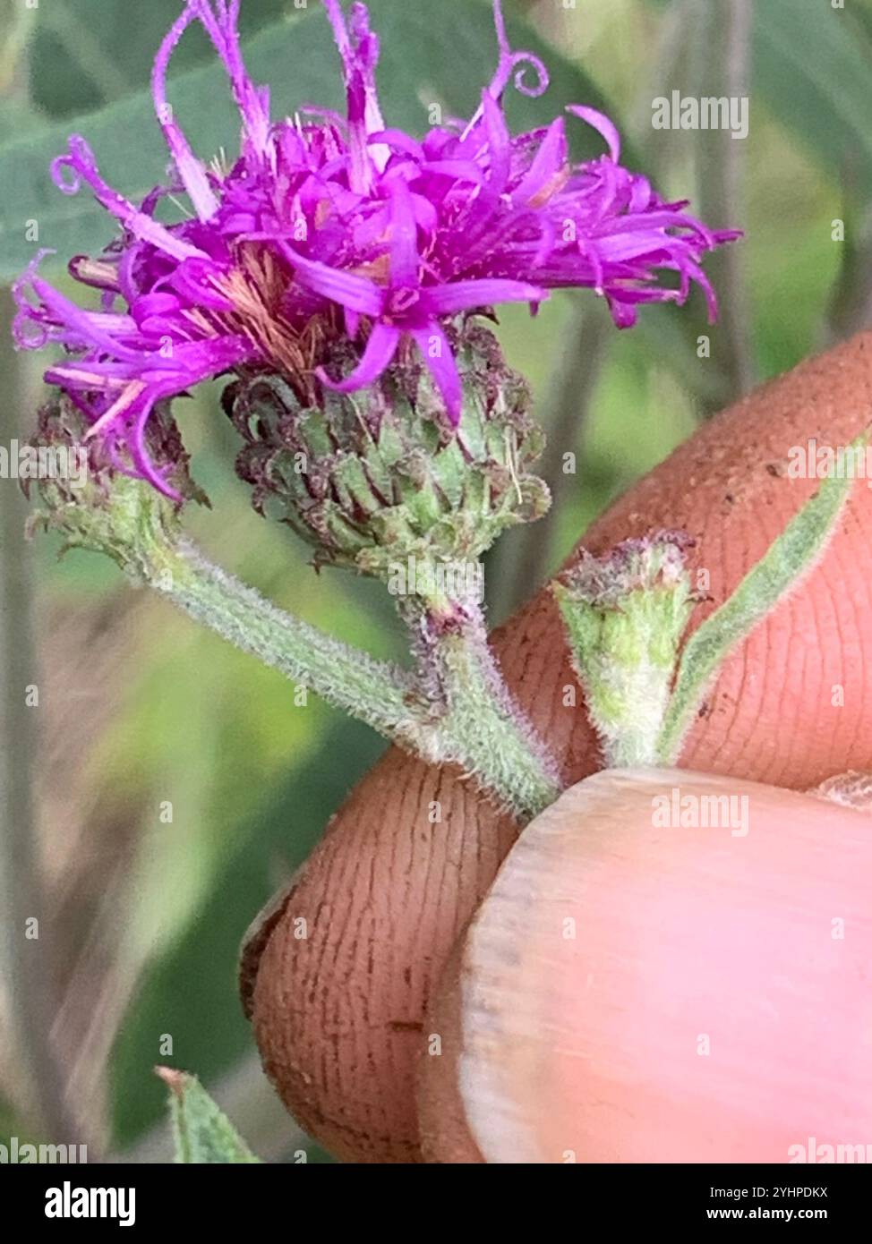 Western Ironweed (Vernonia baldwinii Stock Photo - Alamy