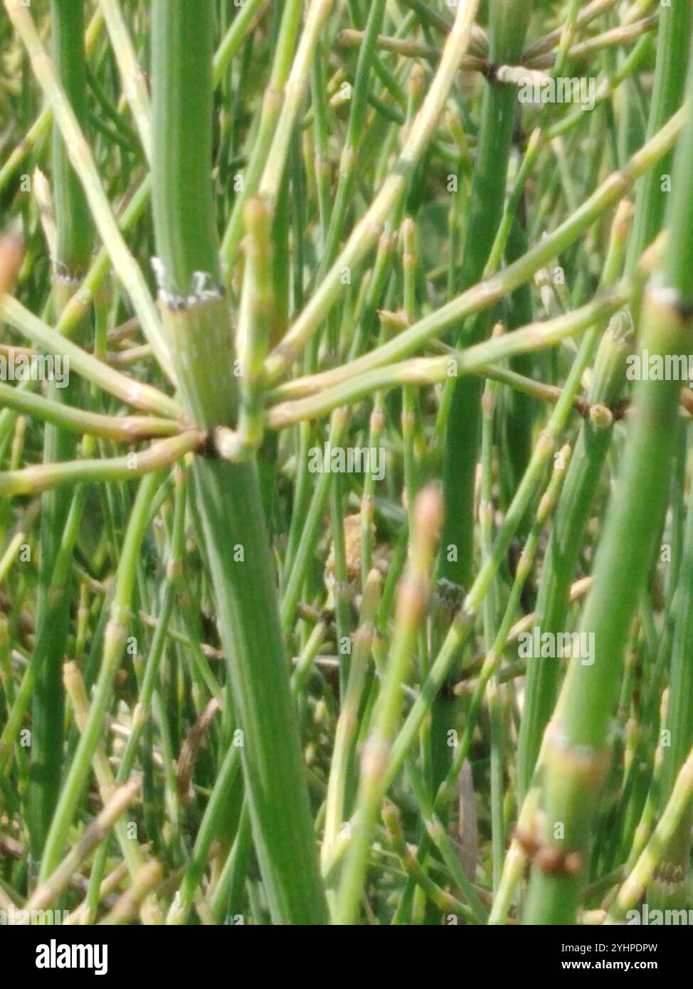 Branched Horsetail (Equisetum ramosissimum Stock Photo - Alamy
