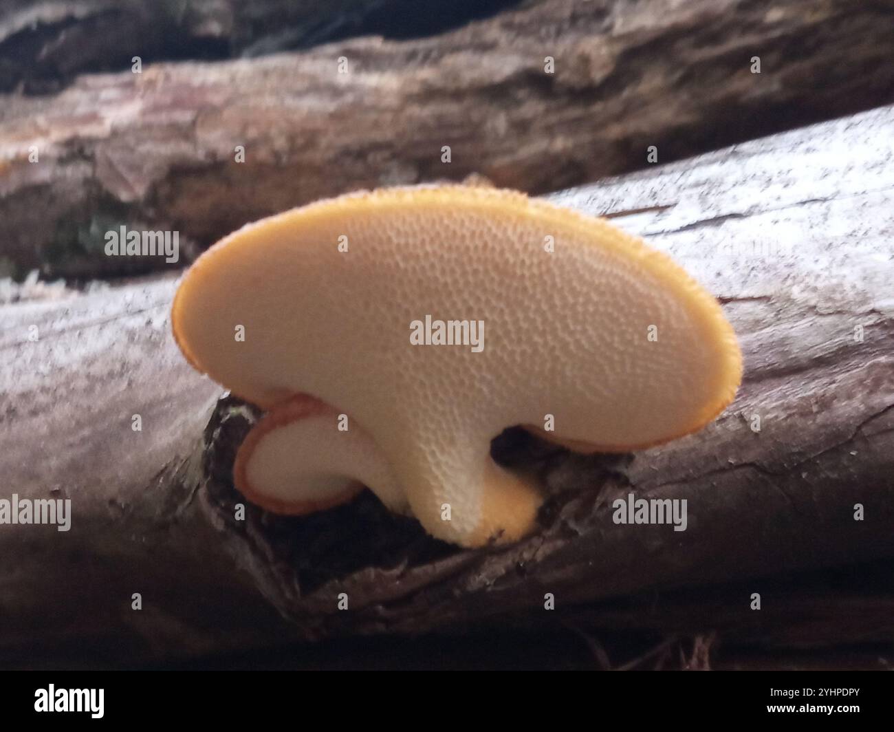hexagonal-pored polypore (Neofavolus alveolaris Stock Photo - Alamy