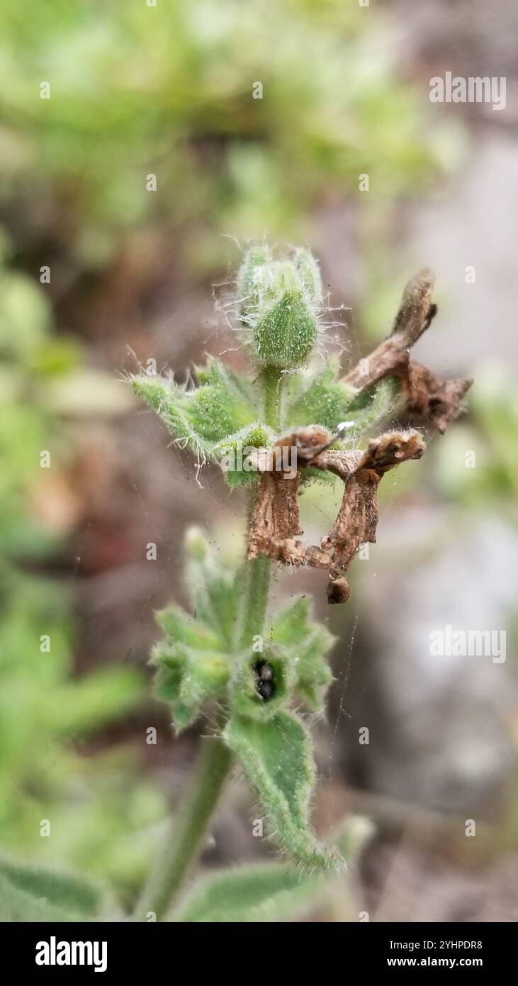 California Hedge Nettle (Stachys bullata Stock Photo - Alamy