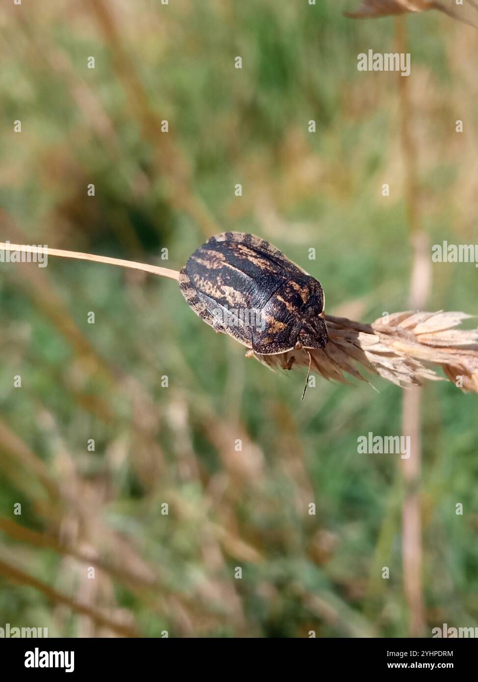 southern broad-bellied bug (Eurygaster austriaca Stock Photo - Alamy