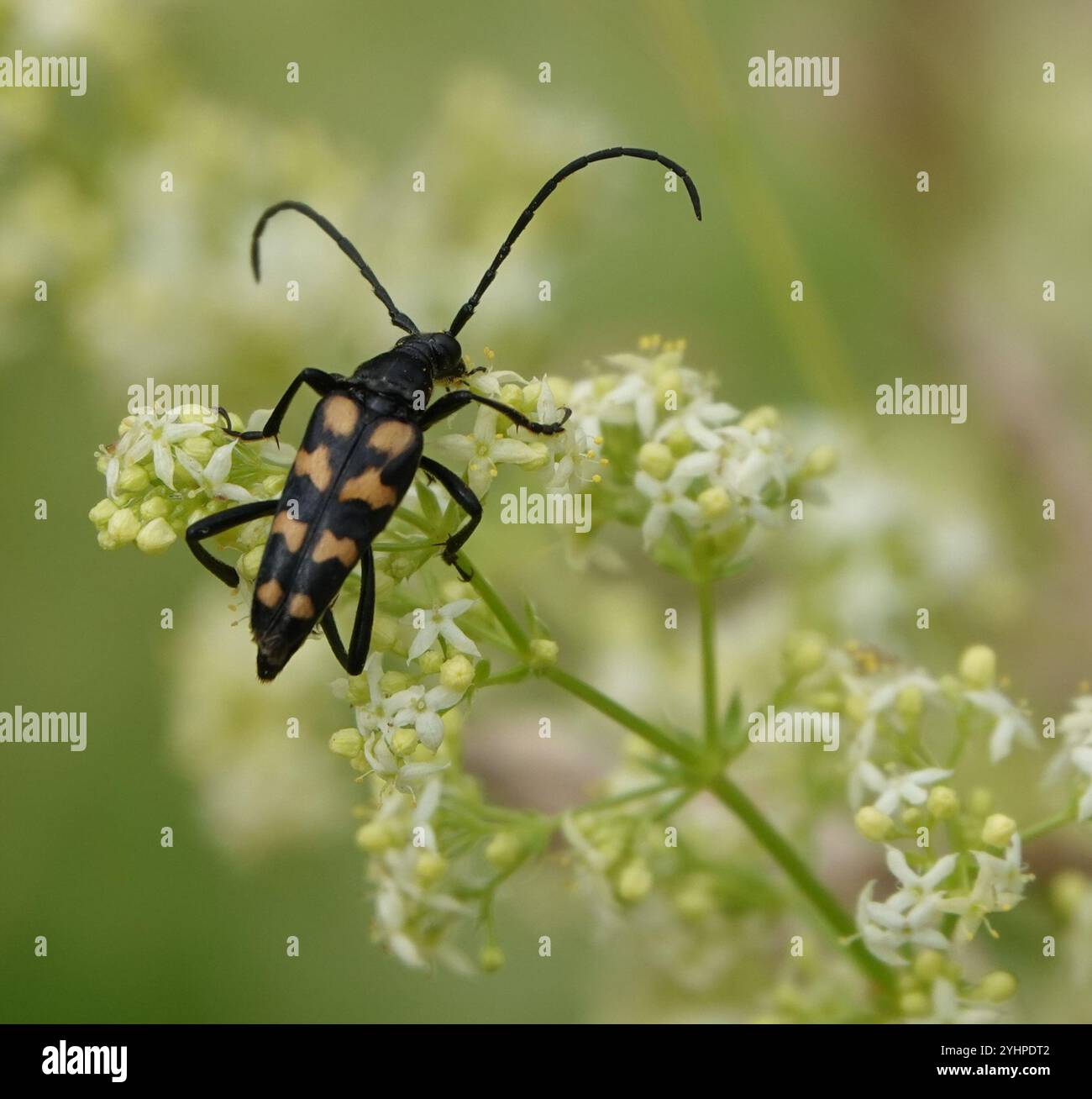 four-banded longhorn beetle (Leptura quadrifasciata Stock Photo - Alamy