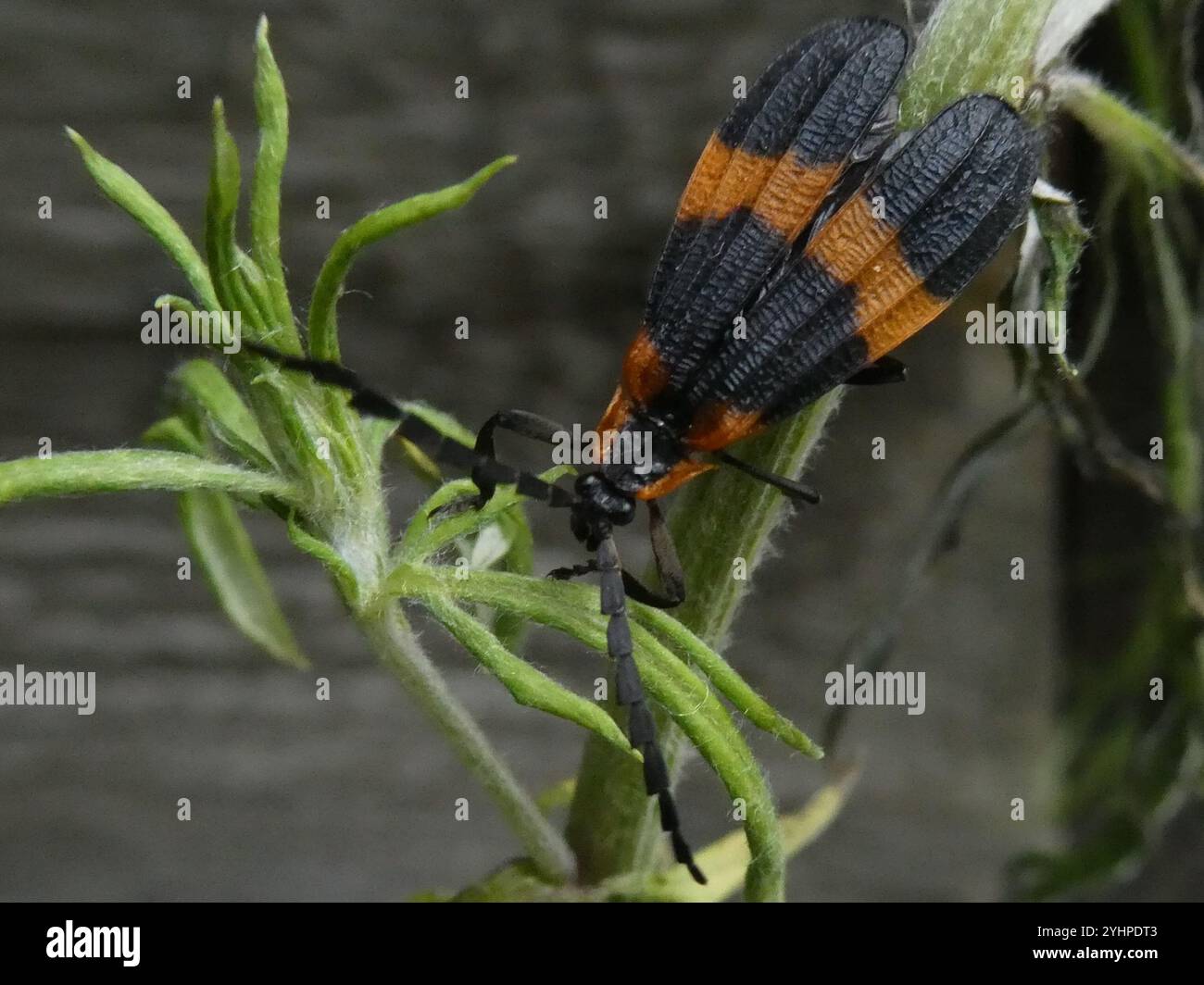 Reticulated Net-winged Beetle (Calopteron reticulatum Stock Photo - Alamy