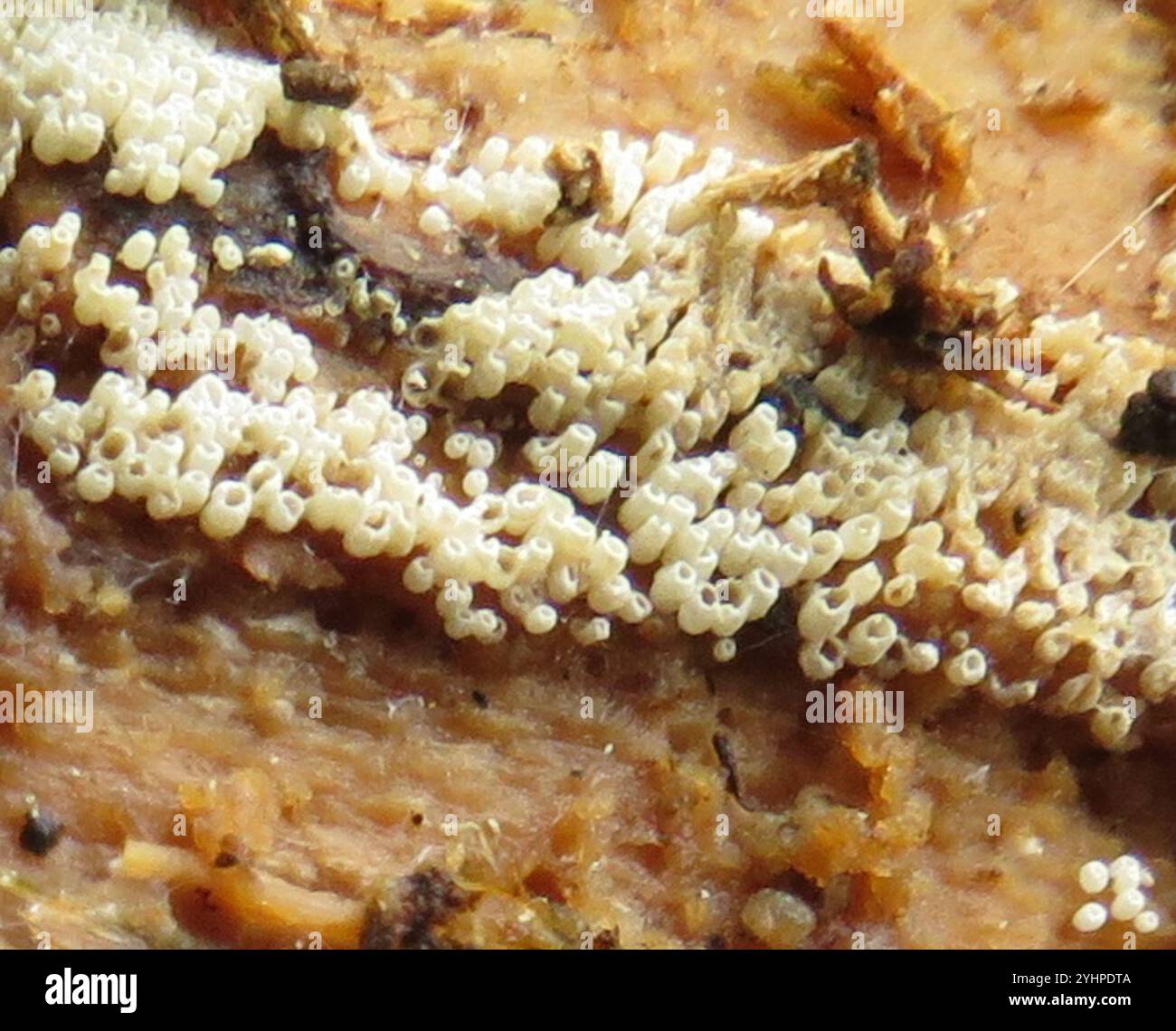 Henningsomyces hi-res stock photography and images - Alamy