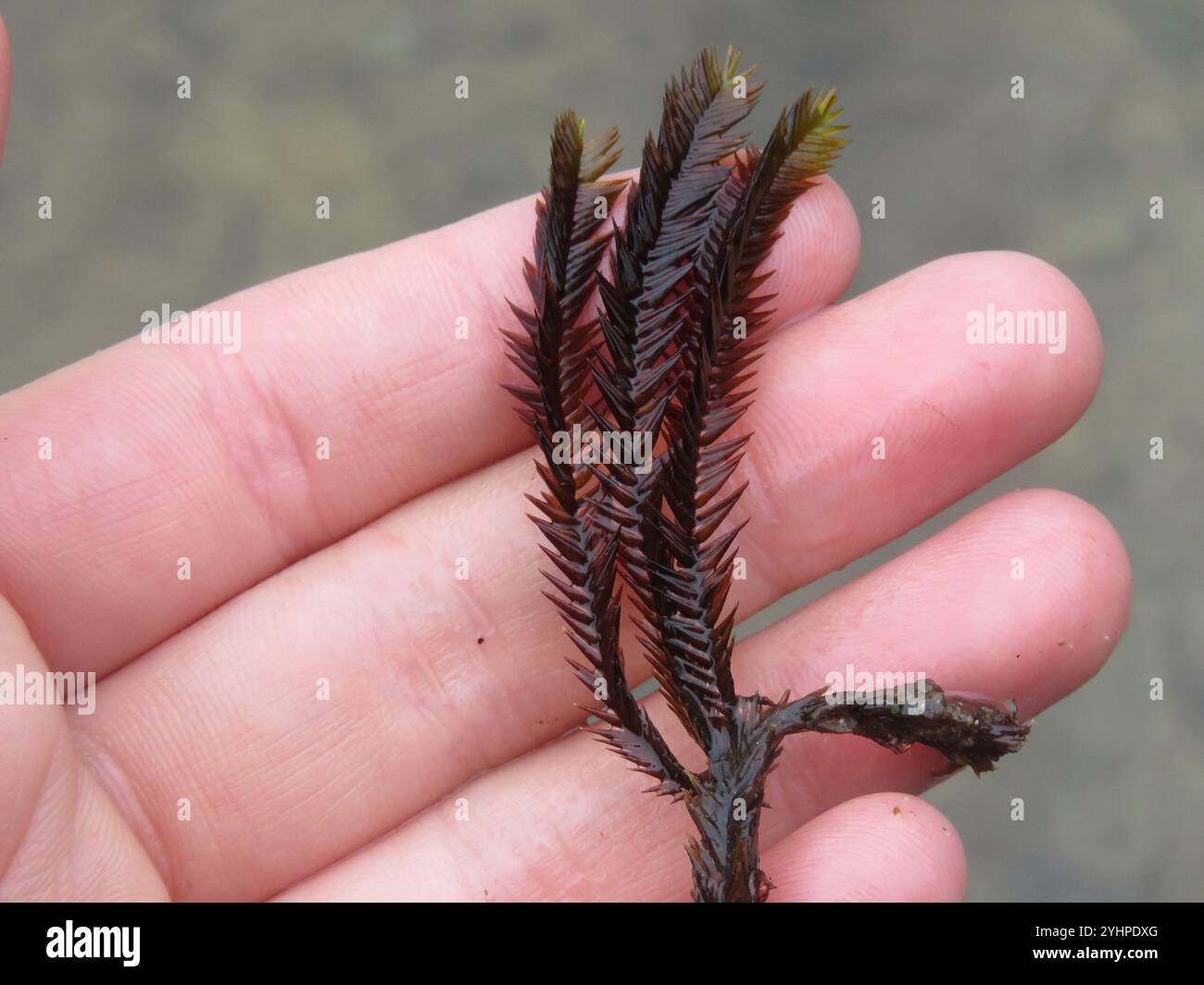 Willow Moss (Fontinalis antipyretica Stock Photo - Alamy