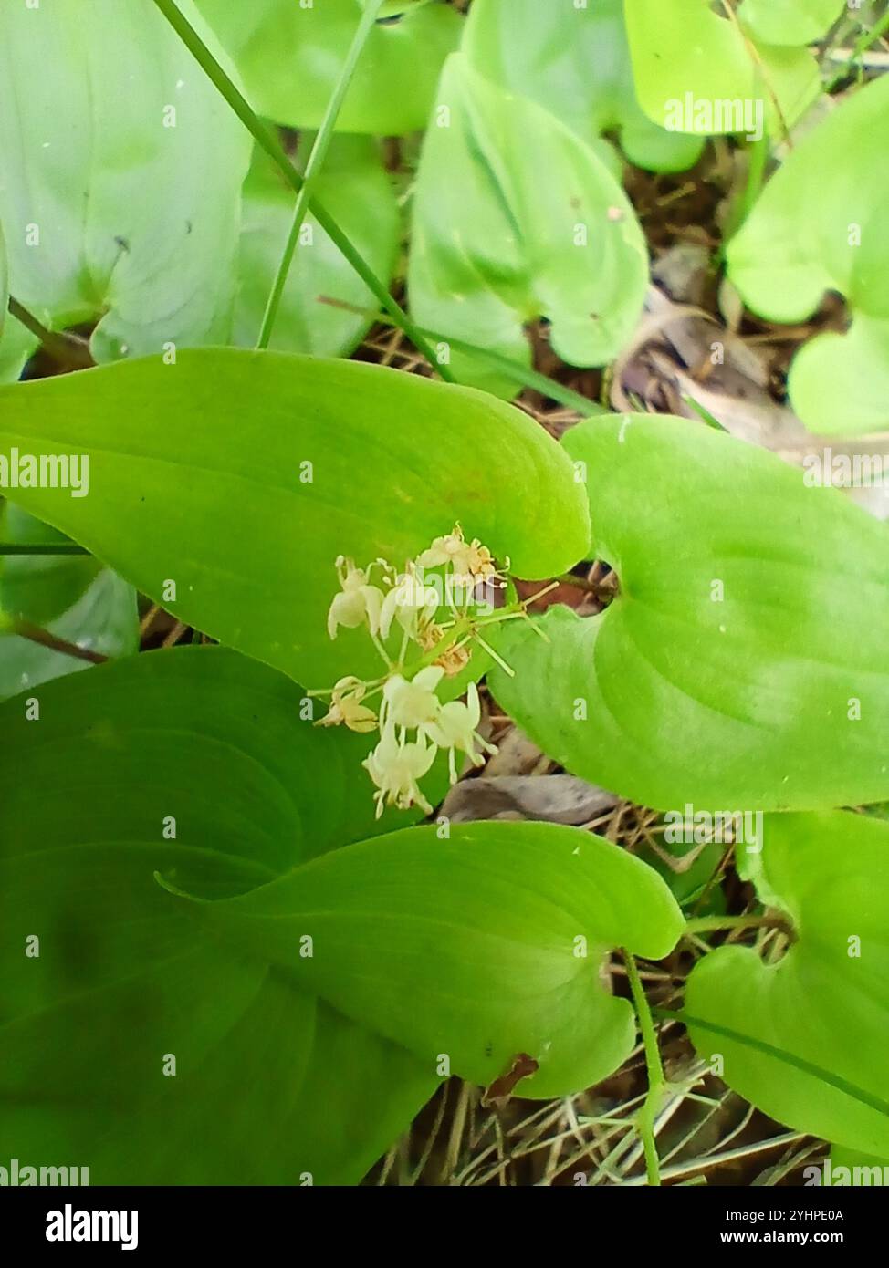 May Lily (Maianthemum bifolium Stock Photo - Alamy