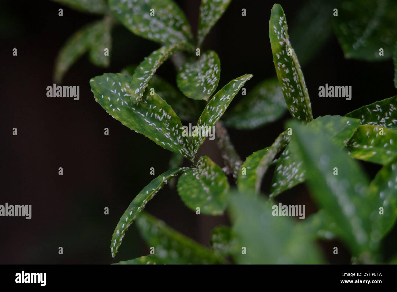Euonymus Scale (Unaspis euonymi Stock Photo - Alamy