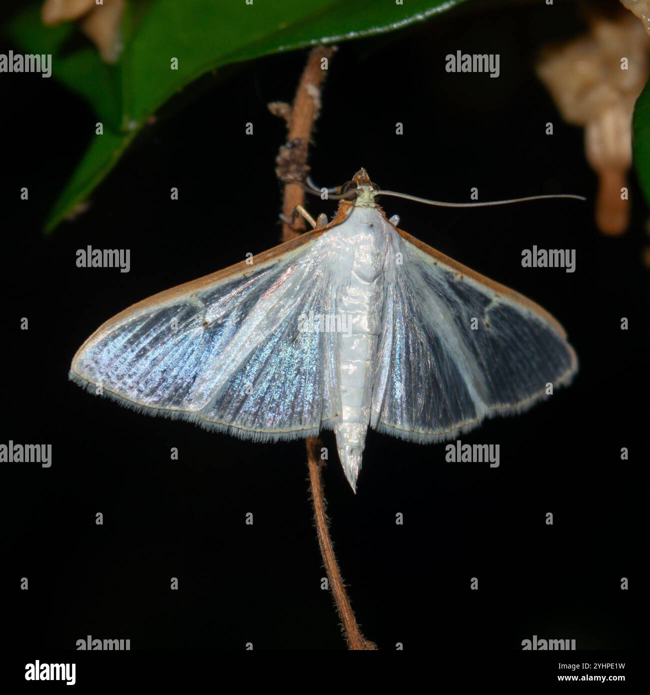 Jasmine Moth (Palpita vitrealis Stock Photo - Alamy